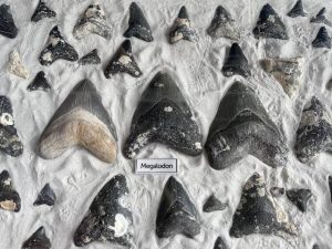 How To Go Shark Tooth Hunting: What You Need & Best Beaches To Find ...